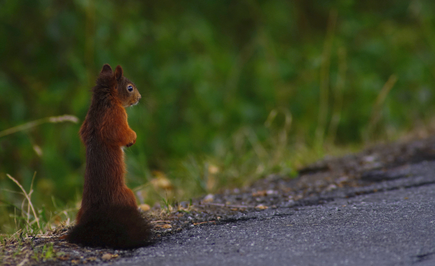 Kobolt am Straßenrand. Foto & Bild | tiere, wildlife, säugetiere Bilder ...