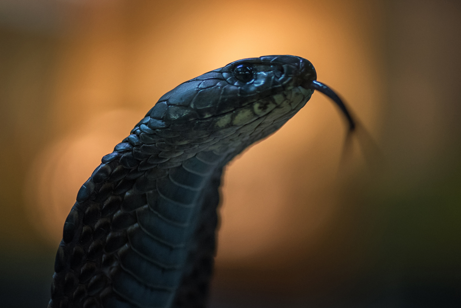 Kobra Foto & Bild | tiere, zoo, wildpark & falknerei, amphibien ...