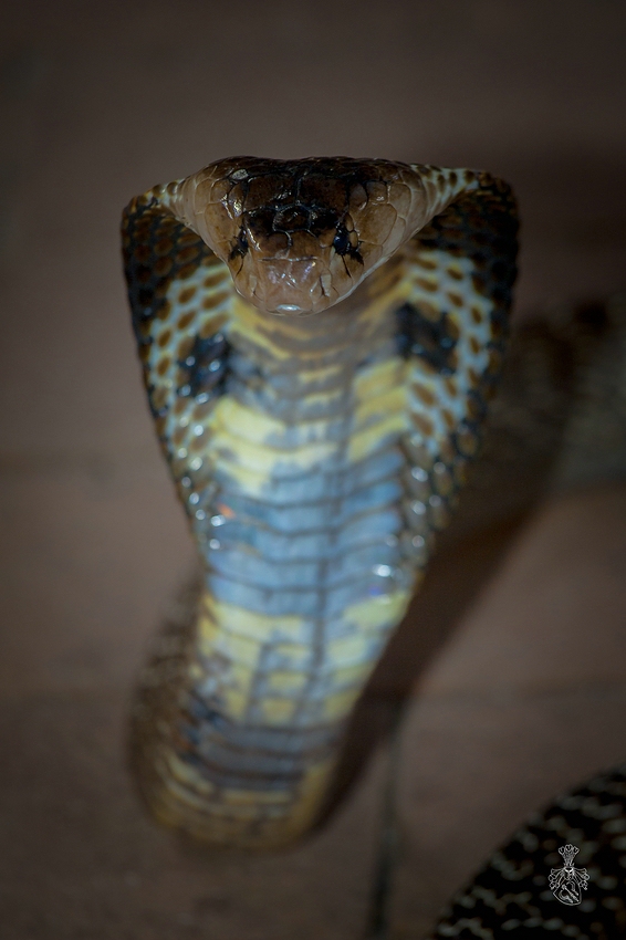 Kobra.. Foto & Bild | tiere, zoo, wildpark & falknerei, natur Bilder ...