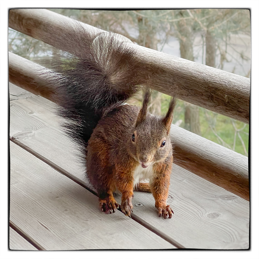 Köbi, der kleine Frechdachs ;-) Foto & Bild | fotos, spezial, outdoor ...