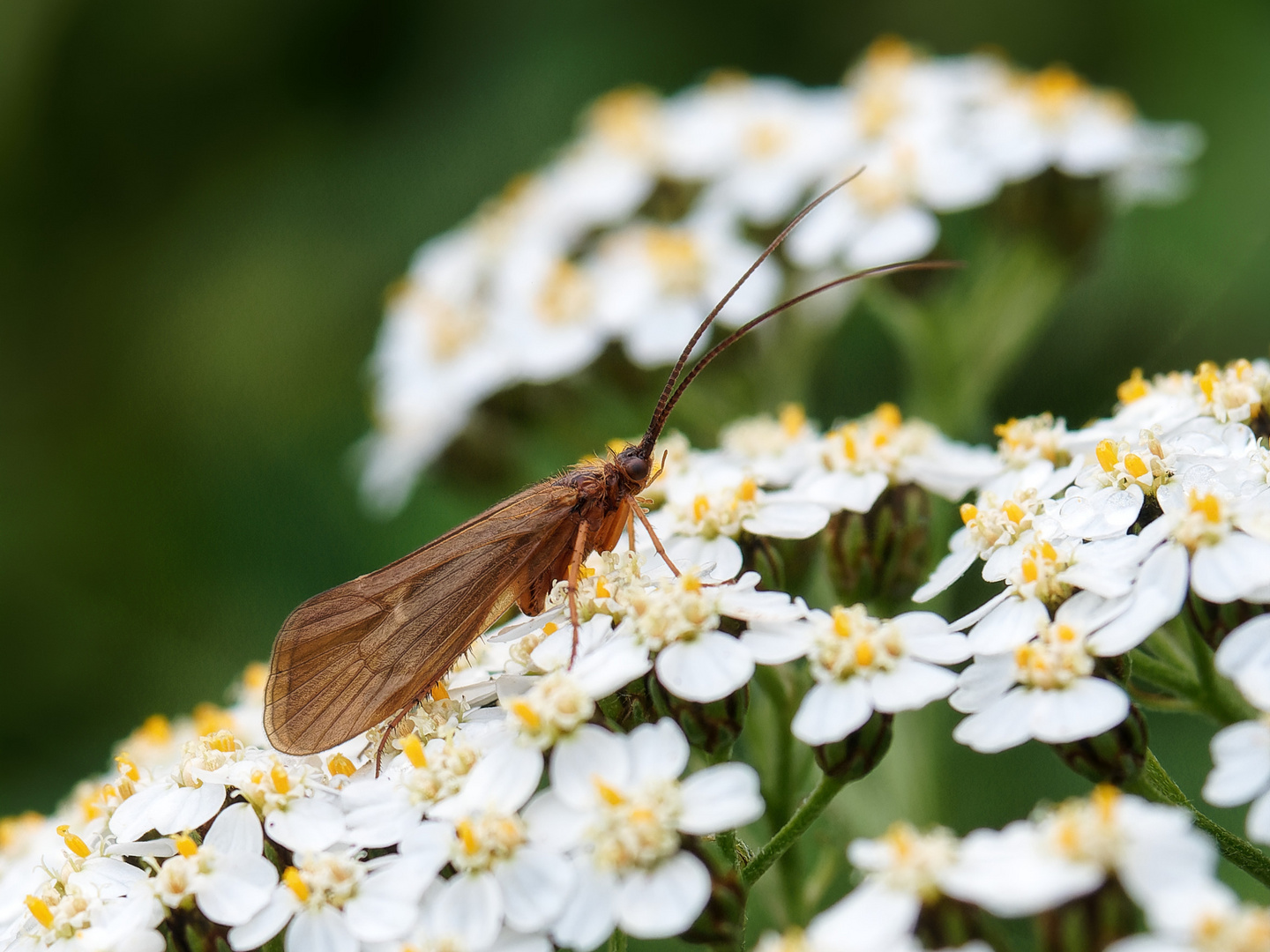 Köcherfliege Foto & Bild | makro, natur, macro Bilder auf fotocommunity