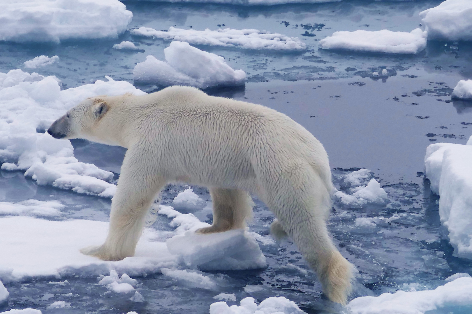 König der Arktis im Packeis Foto & Bild | world, natur, wildlife Bilder ...