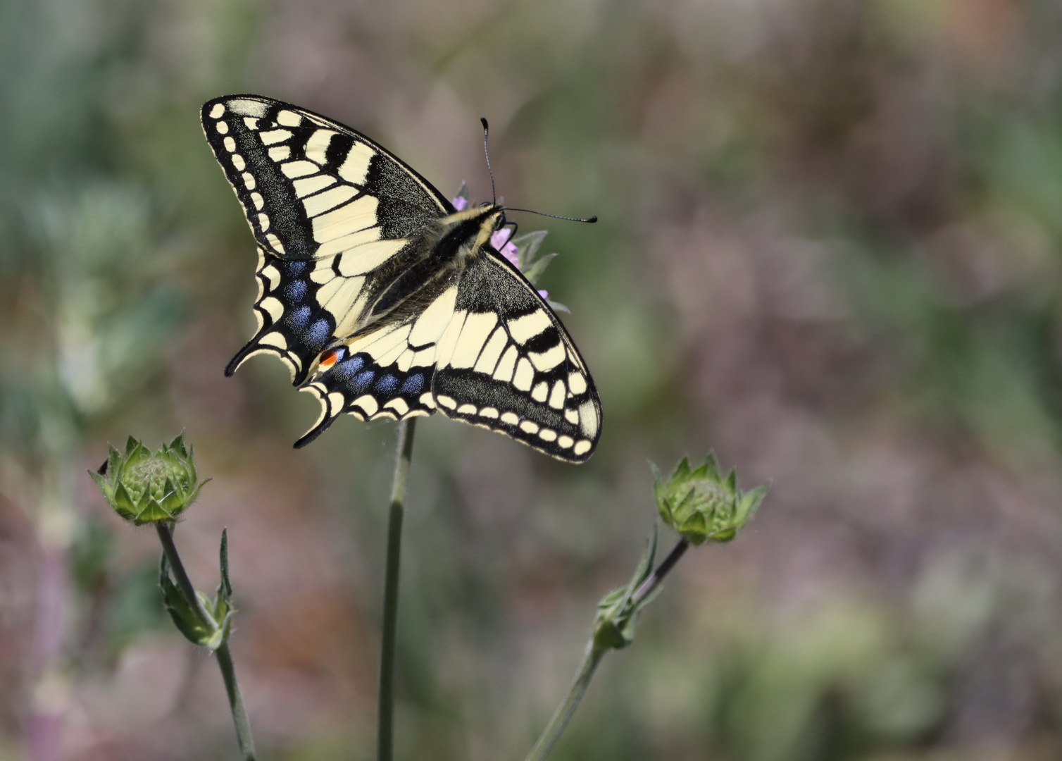 König der Falter Foto & Bild | tiere, wildlife, schmetterlinge Bilder ...