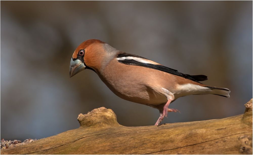 König der Finken....... Foto & Bild | winter, natur, bird Bilder auf ...