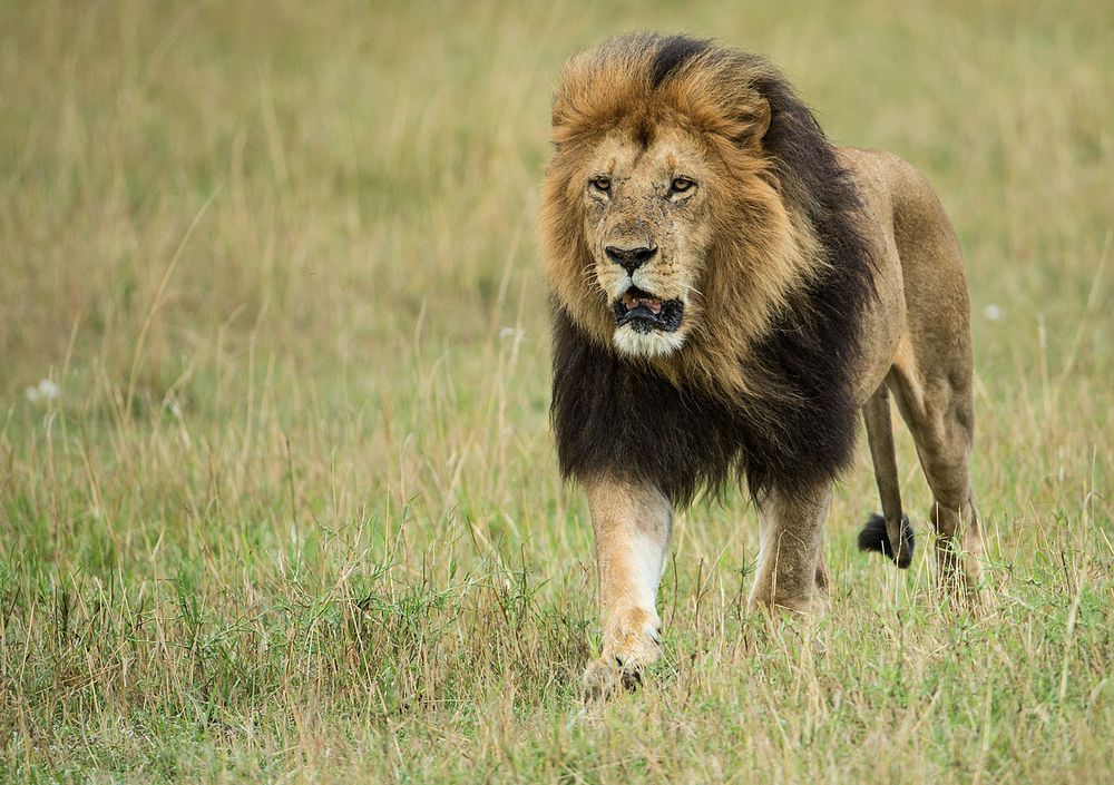 König der Savanne Foto & Bild | tiere, wildlife, säugetiere Bilder auf ...