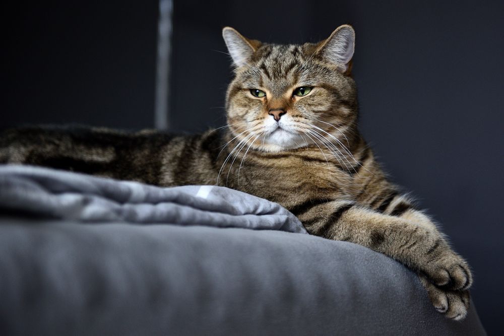 König Foto & Bild | tiere, haustiere, katzen Bilder auf fotocommunity