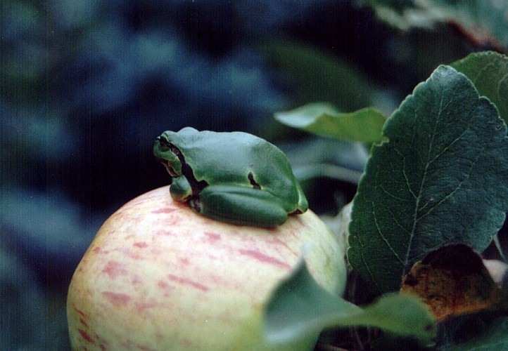 König "Frosch" Foto & Bild | tiere, natur Bilder auf fotocommunity