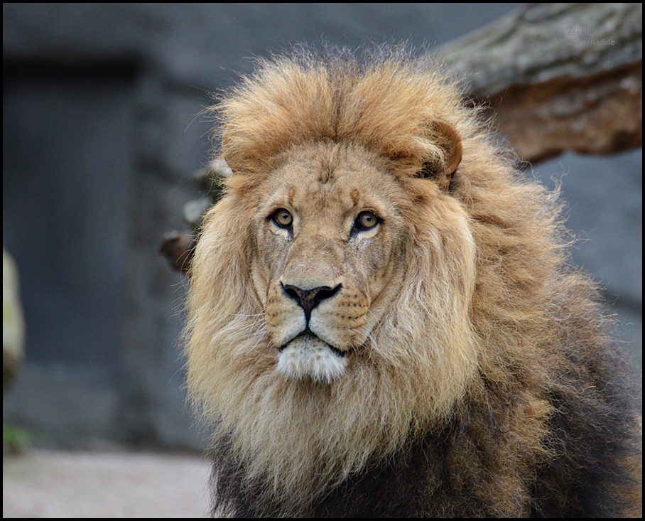 * König NAVIRI * Foto & Bild | tiere, zoo, wildpark & falknerei ...