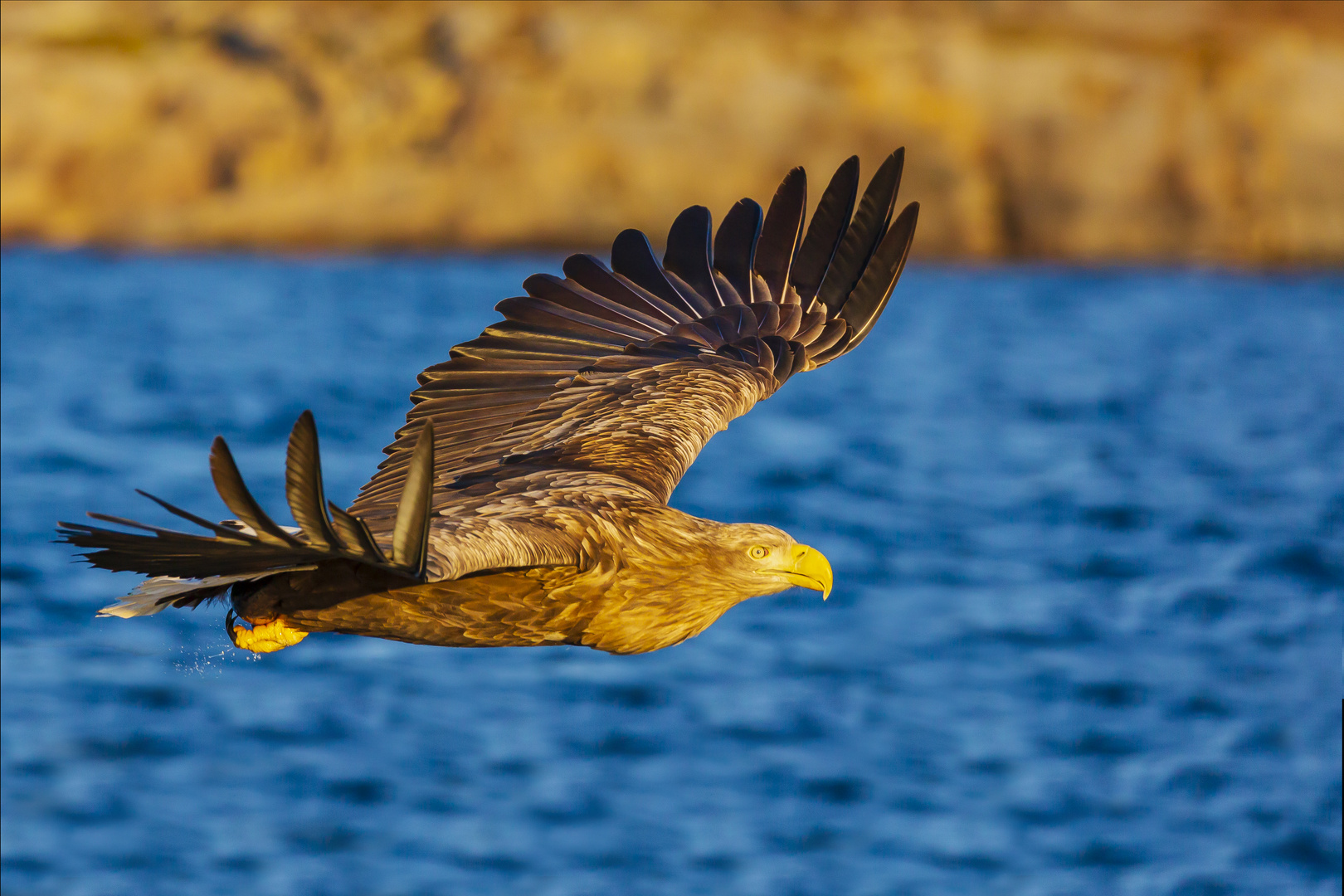 König Seeadler Foto & Bild | tiere, wildlife, wild lebende vögel Bilder ...