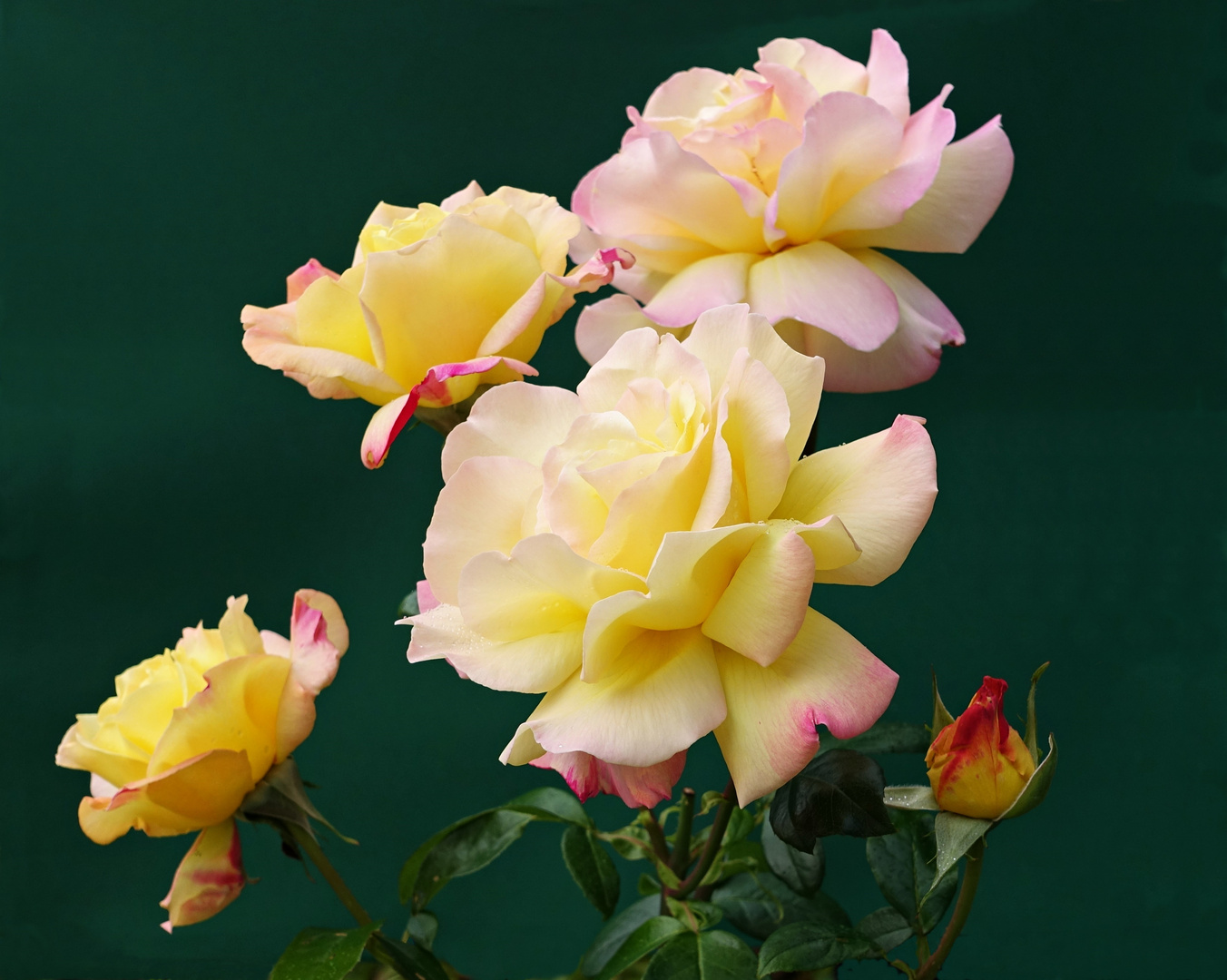 Königin der Blumen Foto & Bild | blüten, natur Bilder auf fotocommunity