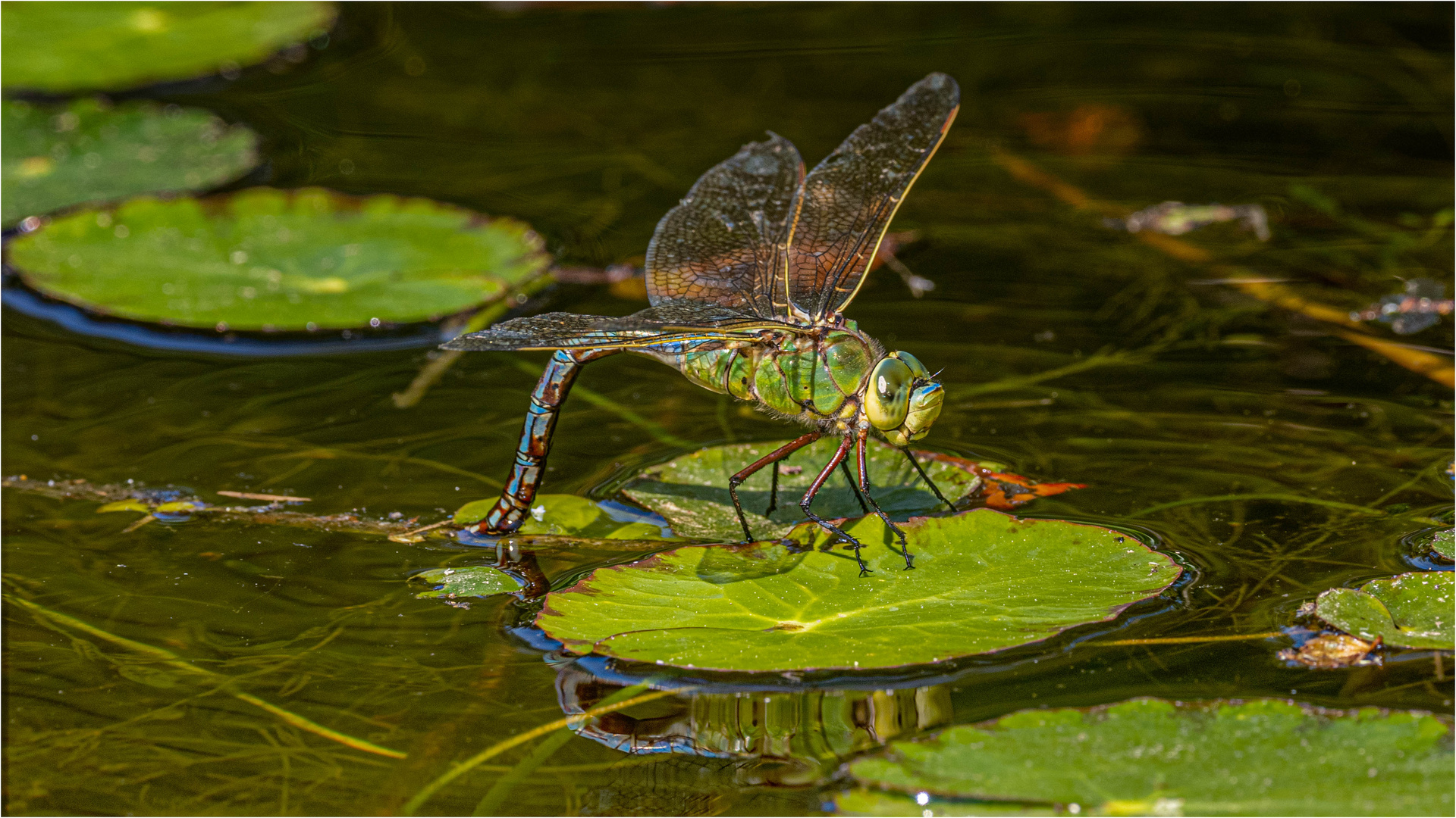 Königslibelle bei der Eiablage Foto & Bild | tiere, wildlife, libellen Bilder auf fotocommunity