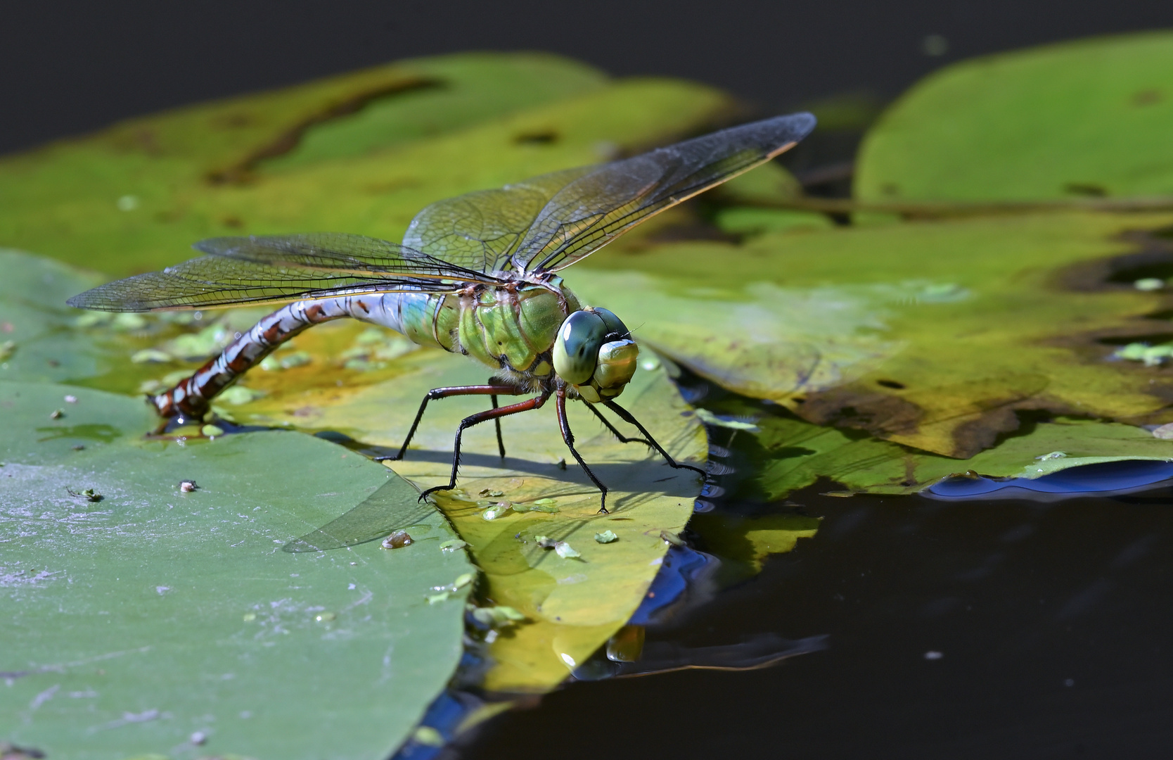 Königslibelle-Eiablage... Foto & Bild | tiere, wildlife, libellen Bilder auf fotocommunity