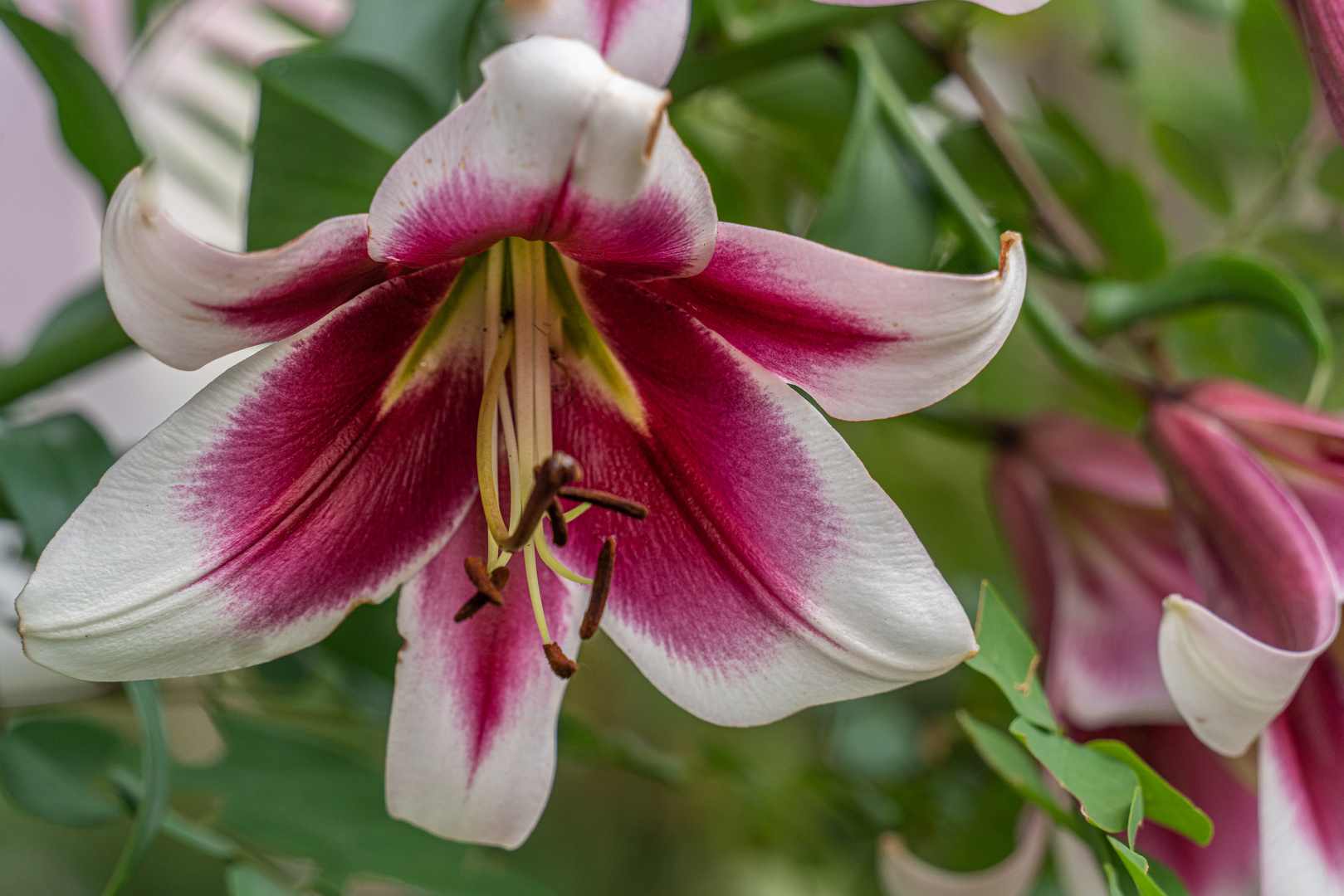 Königslilie I Foto & Bild | natur, pflanzen, blüte Bilder auf fotocommunity