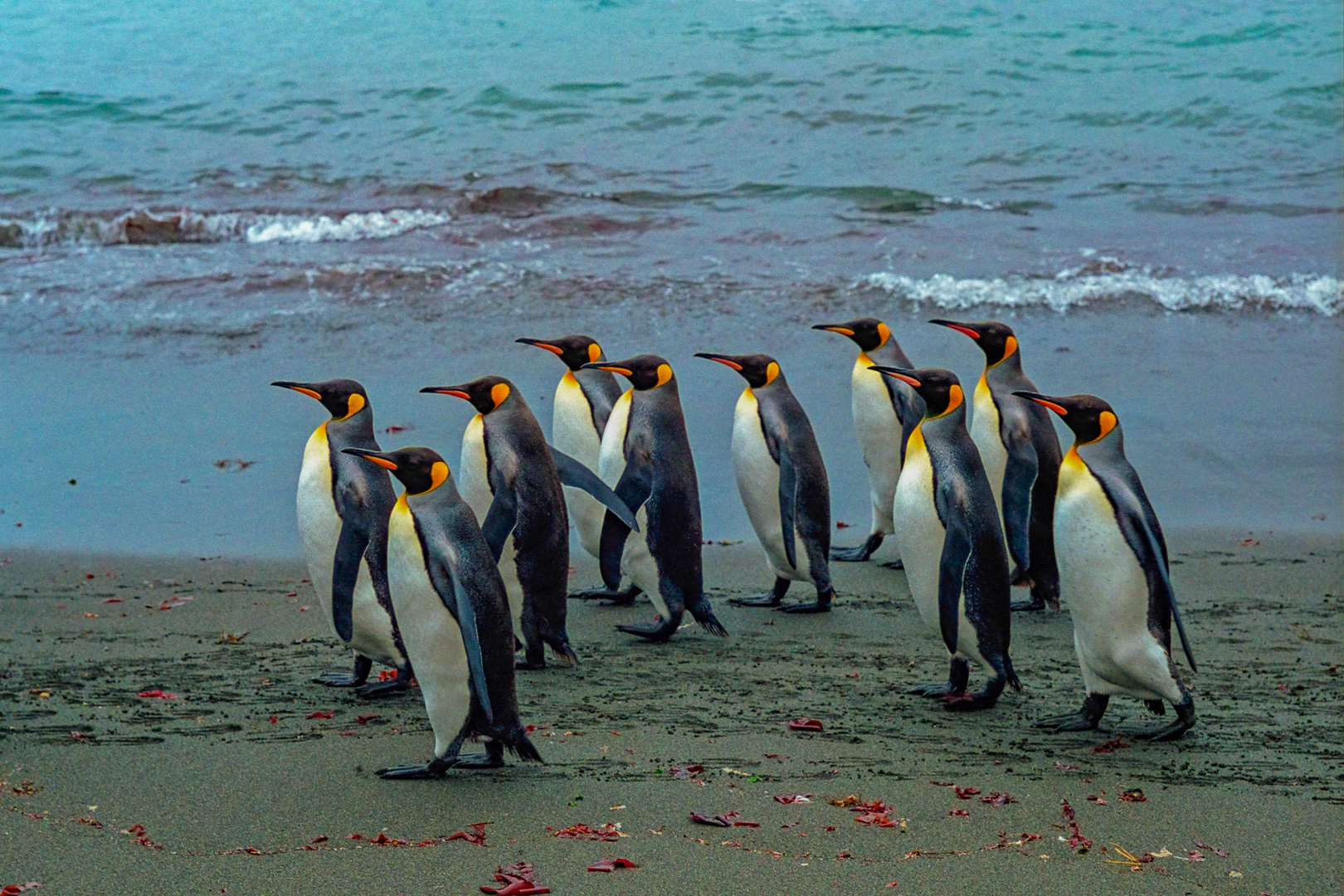 Königspinguine (Aptenodytes patagonicus) Foto & Bild | world, natur ...