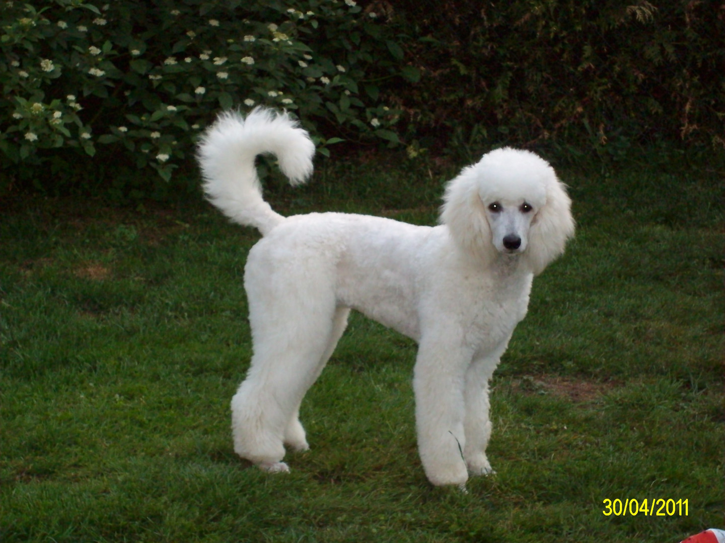 Königspudel Foto & Bild | tiere, natur Bilder auf fotocommunity