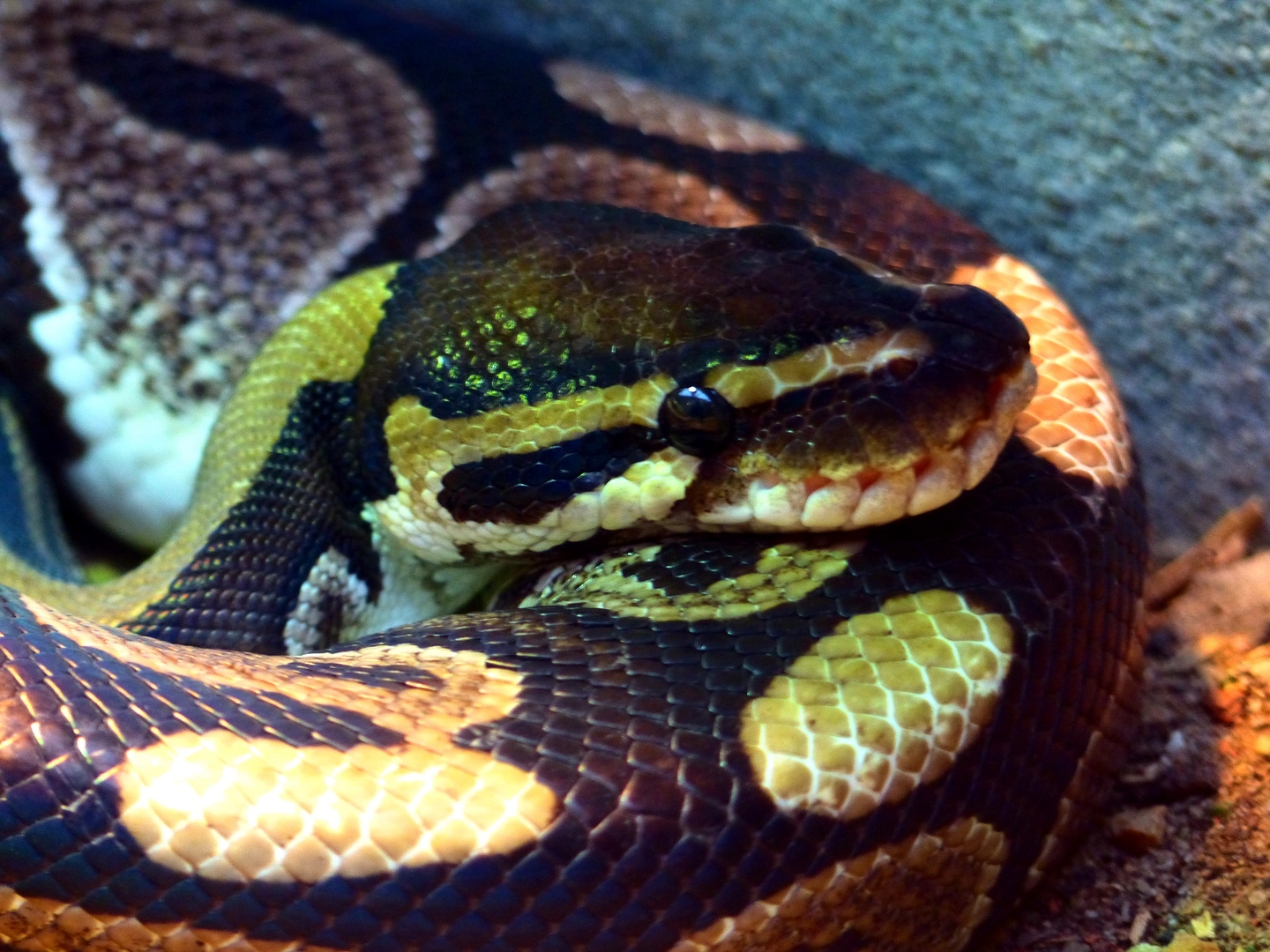 - Königspython - Foto & Bild | tiere, zoo, wildpark & falknerei ...