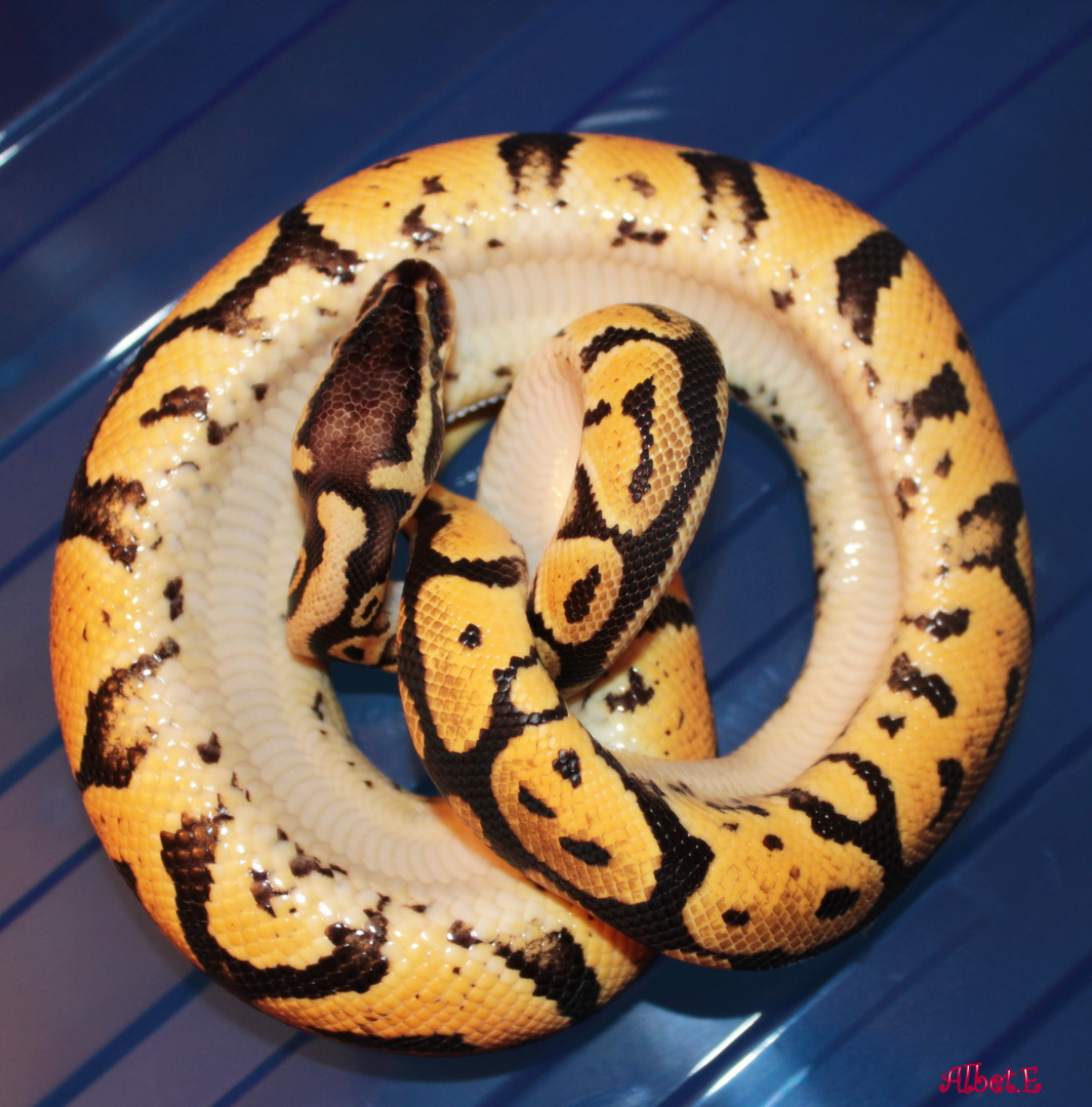 Königspython Foto & Bild | tiere, haustiere, terraristik Bilder auf ...