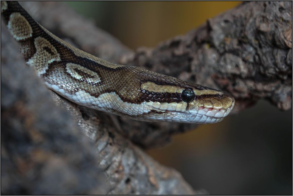 Königspython Foto & Bild | natur, zoo, tiere Bilder auf fotocommunity