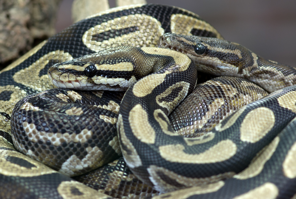 ~ Königspython ~ Foto & Bild | tiere, zoo, wildpark & falknerei ...
