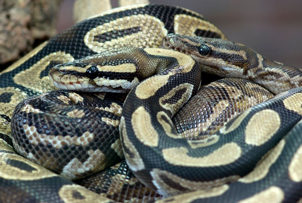 ~ Königspython ~ Foto & Bild | tiere, zoo, wildpark & falknerei ...