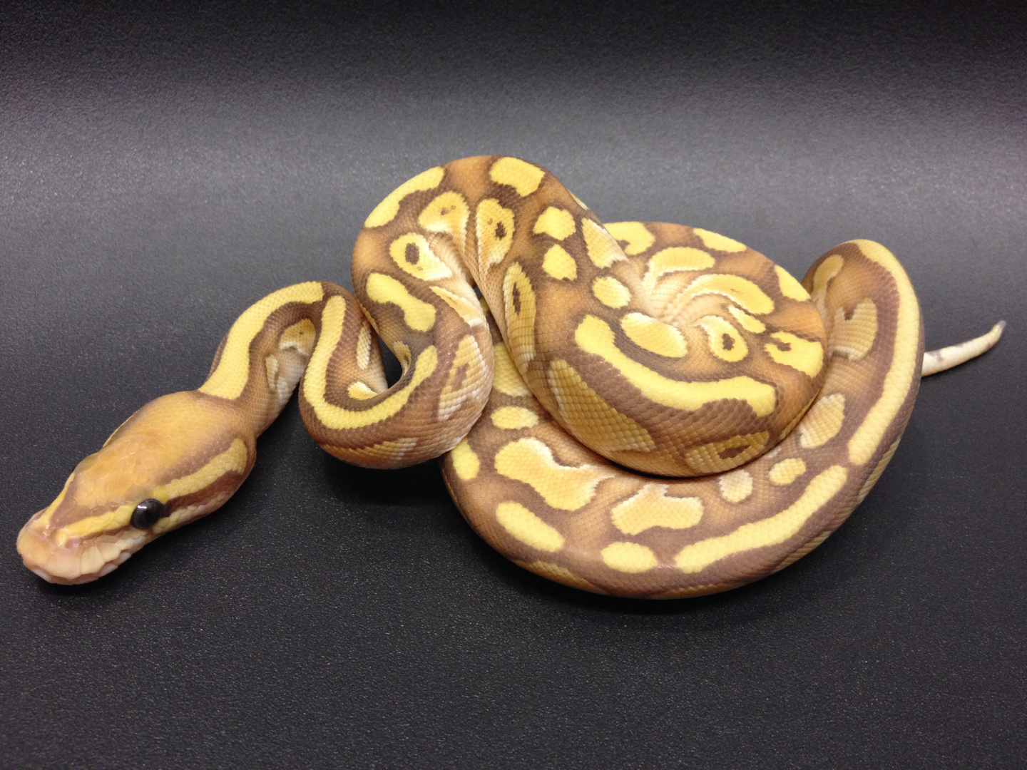 Königspython Ball Python Banana Butter Foto & Bild | tiere ...