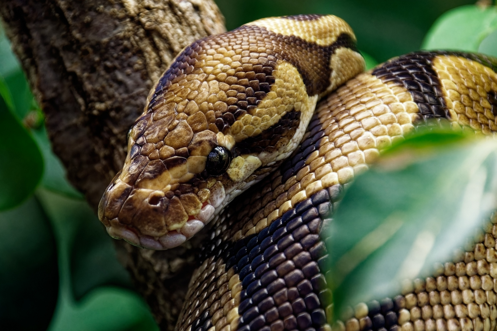 Königspython Foto & Bild | tiere, zoo, wildpark & falknerei, amphibien ...