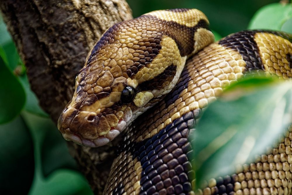 Königspython Foto & Bild | tiere, zoo, wildpark & falknerei, amphibien & reptilien Bilder auf ...