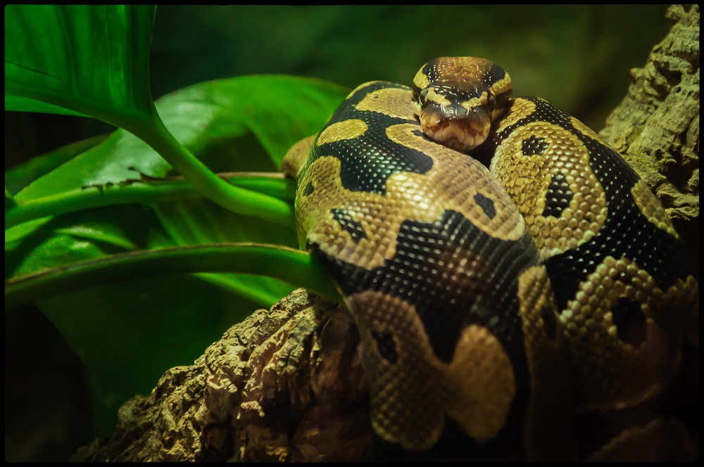 Königspython Foto & Bild | tiere, zoo, wildpark & falknerei, amphibien ...