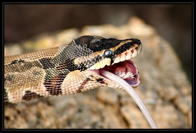 Königspython (Python regius) Foto & Bild | tiere, zoo, wildpark ...