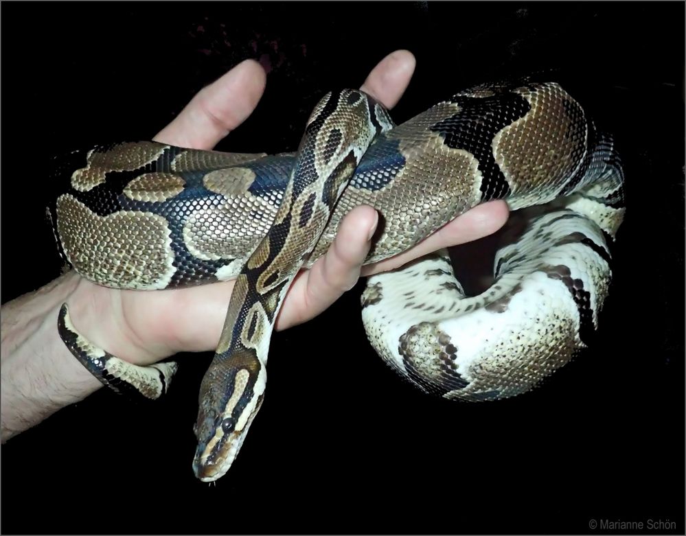 ...Königspython...Python regius... Foto & Bild | natur, olympus, tier ...