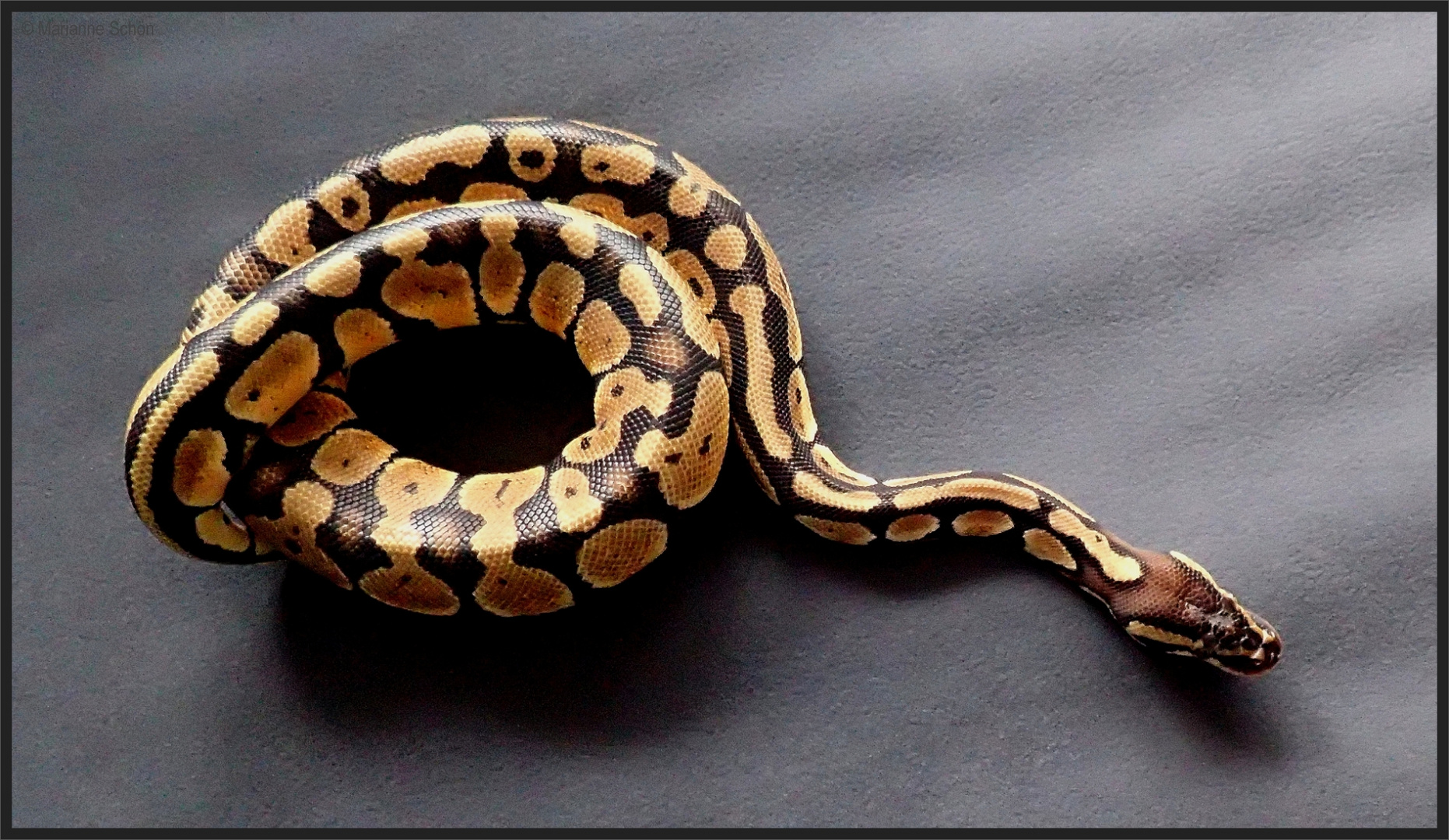 ...Königspython...Python regius... Foto & Bild | natur, olympus ...