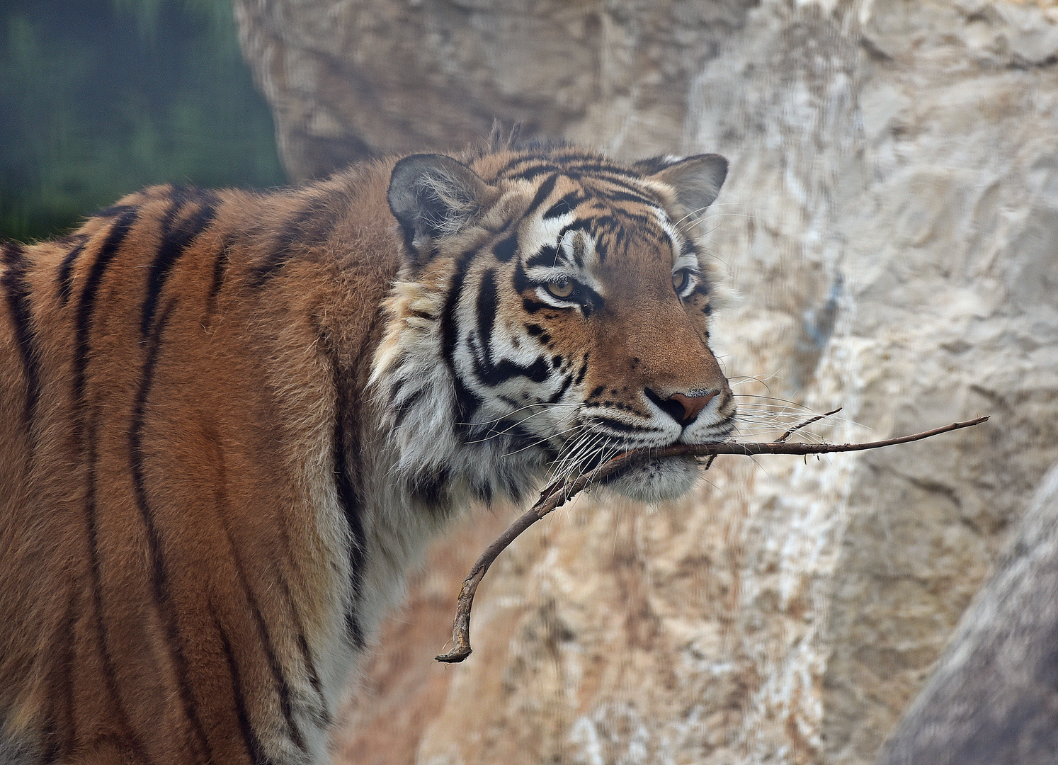 Königstiger (Panthera tigris tigris) Foto & Bild | tiere, zoo, wildpark ...