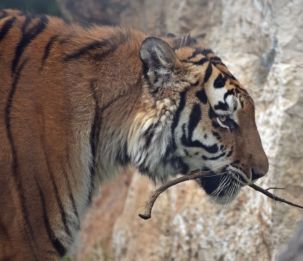 Königstiger (Panthera tigris tigris) Foto & Bild | tiere, zoo, wildpark ...