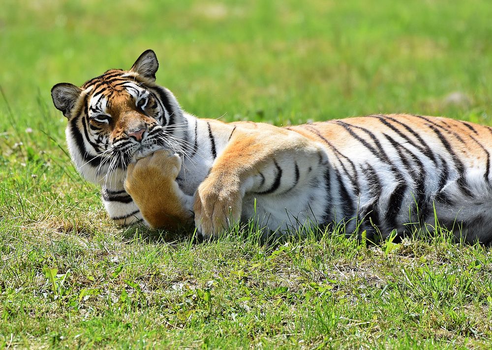 Königstiger (Panthera tigris tigris) Foto & Bild | tiere, zoo, wildpark ...