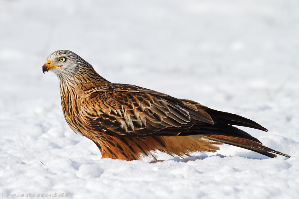 fotocommunity Portfolio von Michael Radloff