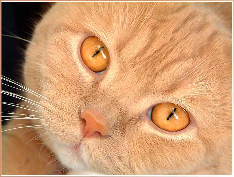 Können diese Augen lügen Foto & Bild | tiere, haustiere, katzen Bilder auf fotocommunity