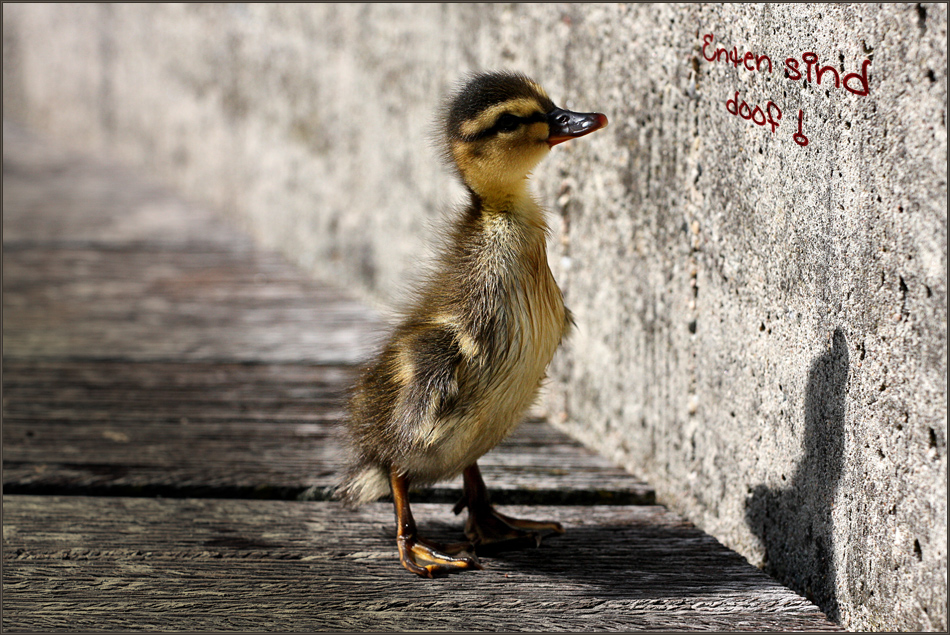Können Enten lesen? Foto & Bild | tiere, tierkinder, funny Bilder auf ...