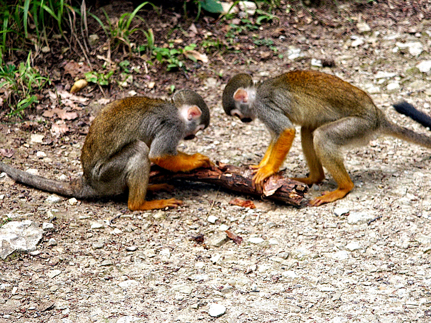 Können wir das gebrauchen? Foto & Bild | tiere, wildlife, säugetiere ...