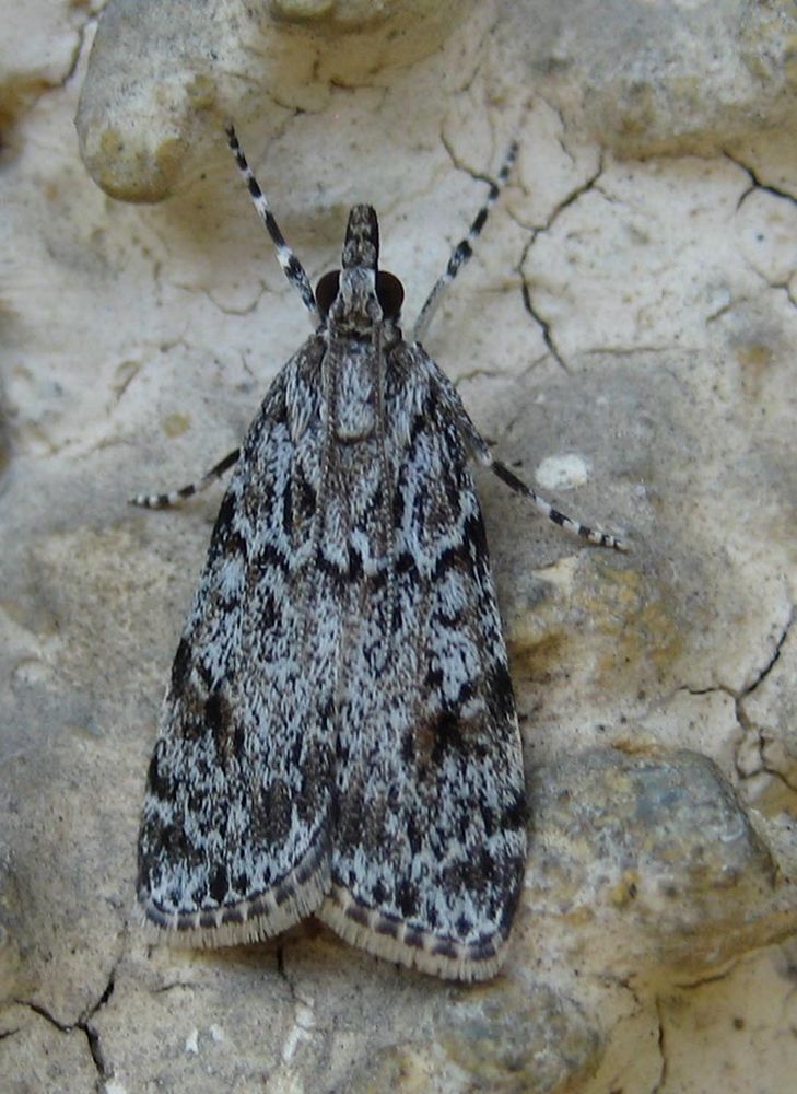 Könnte das eine Scoparia pyralella sein? Foto & Bild | tiere, wildlife ...