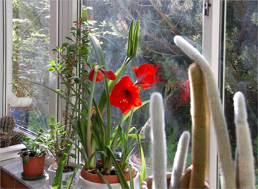 könnte mal einer die Fenster putzen? Foto & Bild | kakteen, wintergarten, amaryllis Bilder auf ...