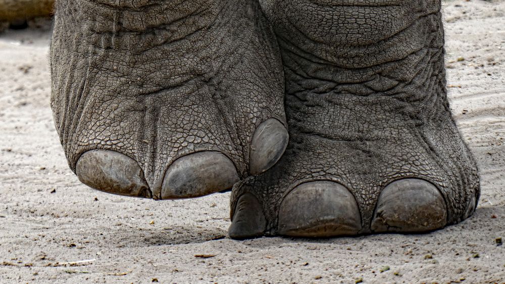 "könnte wehtun ! " Foto & Bild | tiere, zoo, wildpark & falknerei ...