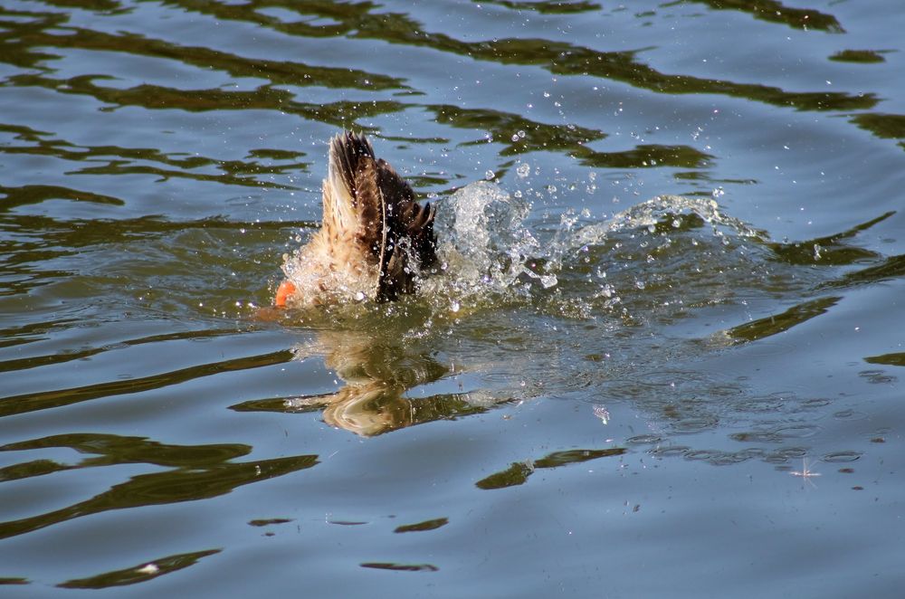 Köpfchen in das Wasser....... Foto & Bild | natur, tiere, wildlife ...