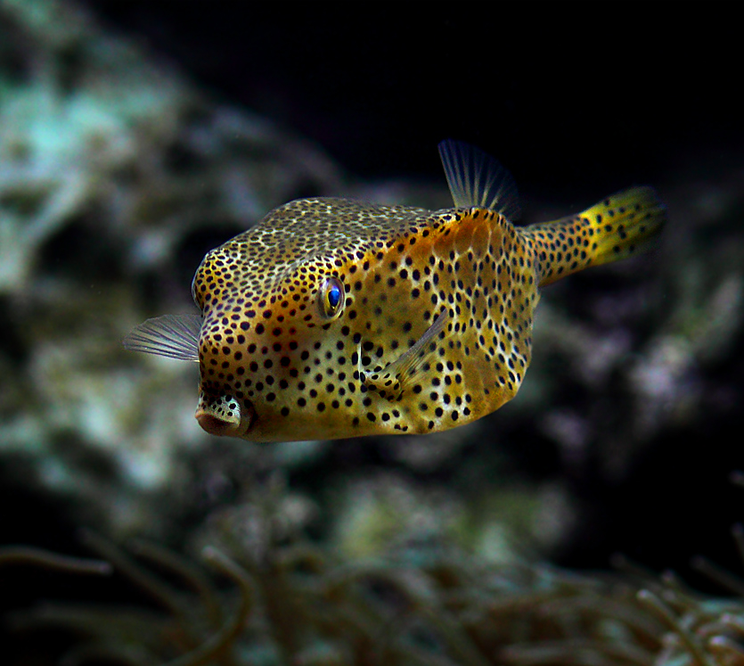 Koffer Fisch Foto & Bild | tiere, zoo, wildpark & falknerei, zoo ...