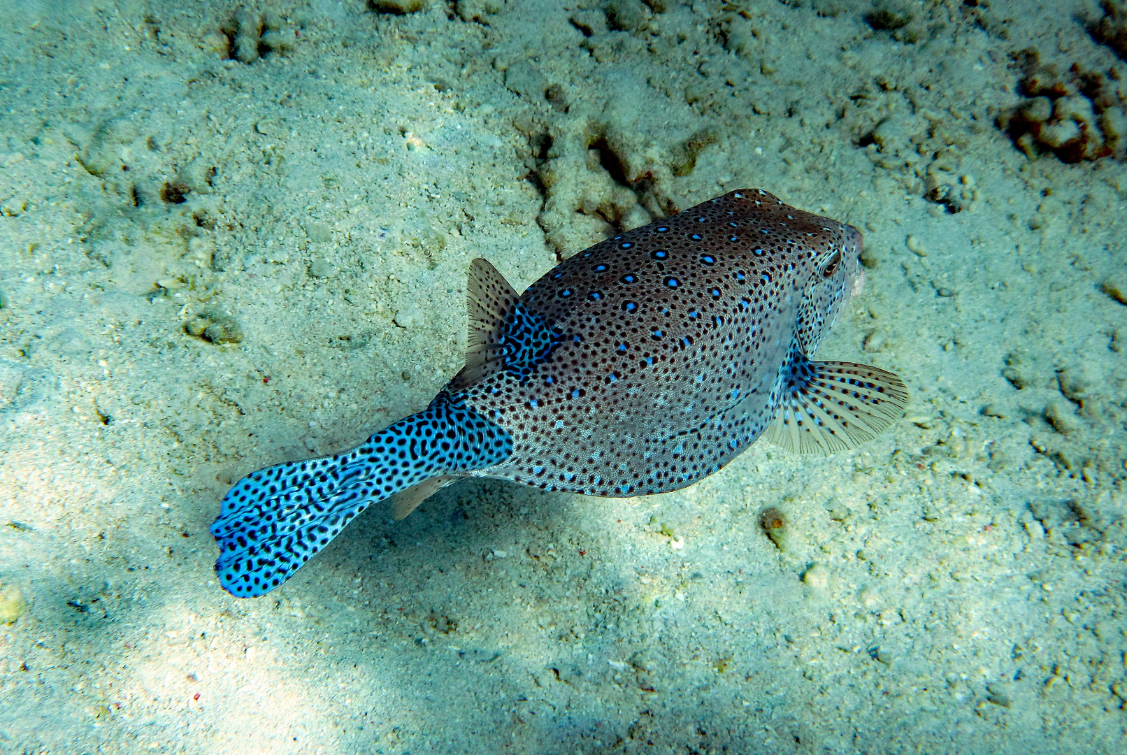 Kofferfisch Foto & Bild | africa, egypt, north africa Bilder auf ...