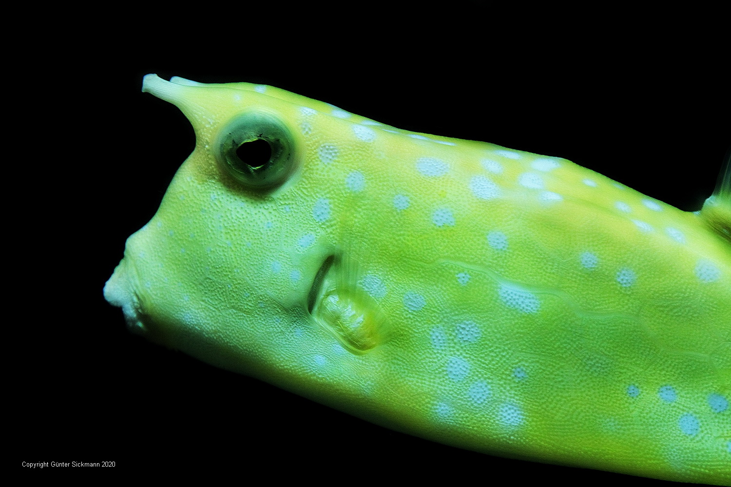 Kofferfisch. Foto & Bild | tiere, zoo, wildpark & falknerei, zoo ...