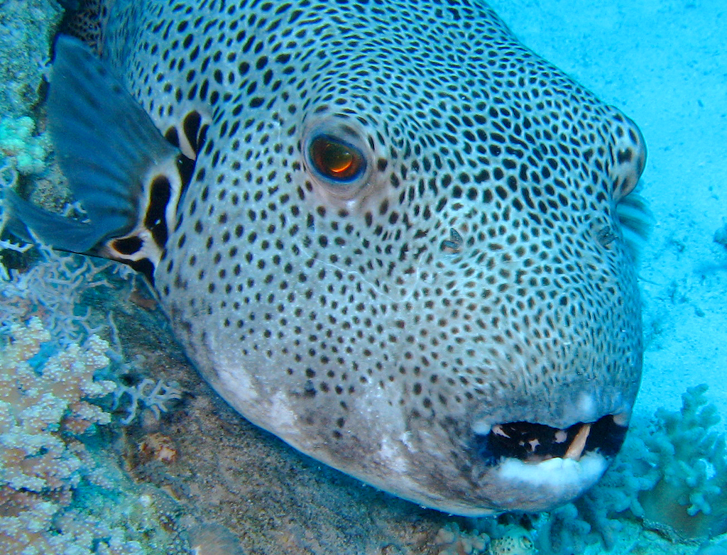 Kofferfisch Foto & Bild | tiere, wildlife, fische Bilder auf fotocommunity