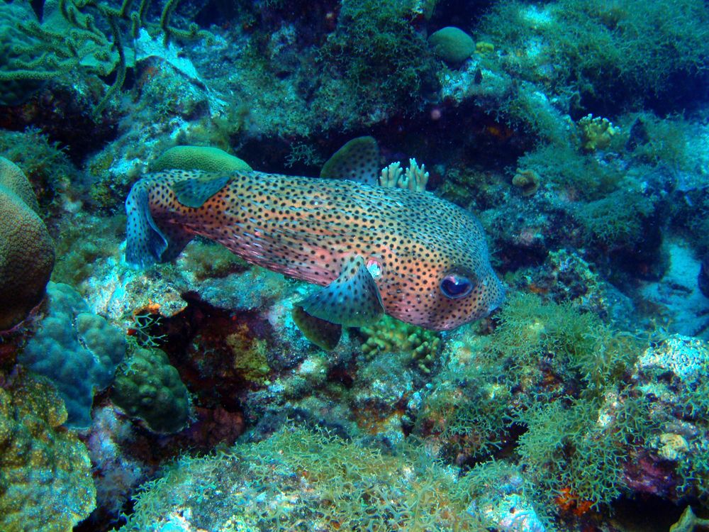 Kofferfisch Foto & Bild | tiere, wildlife, fische Bilder auf fotocommunity