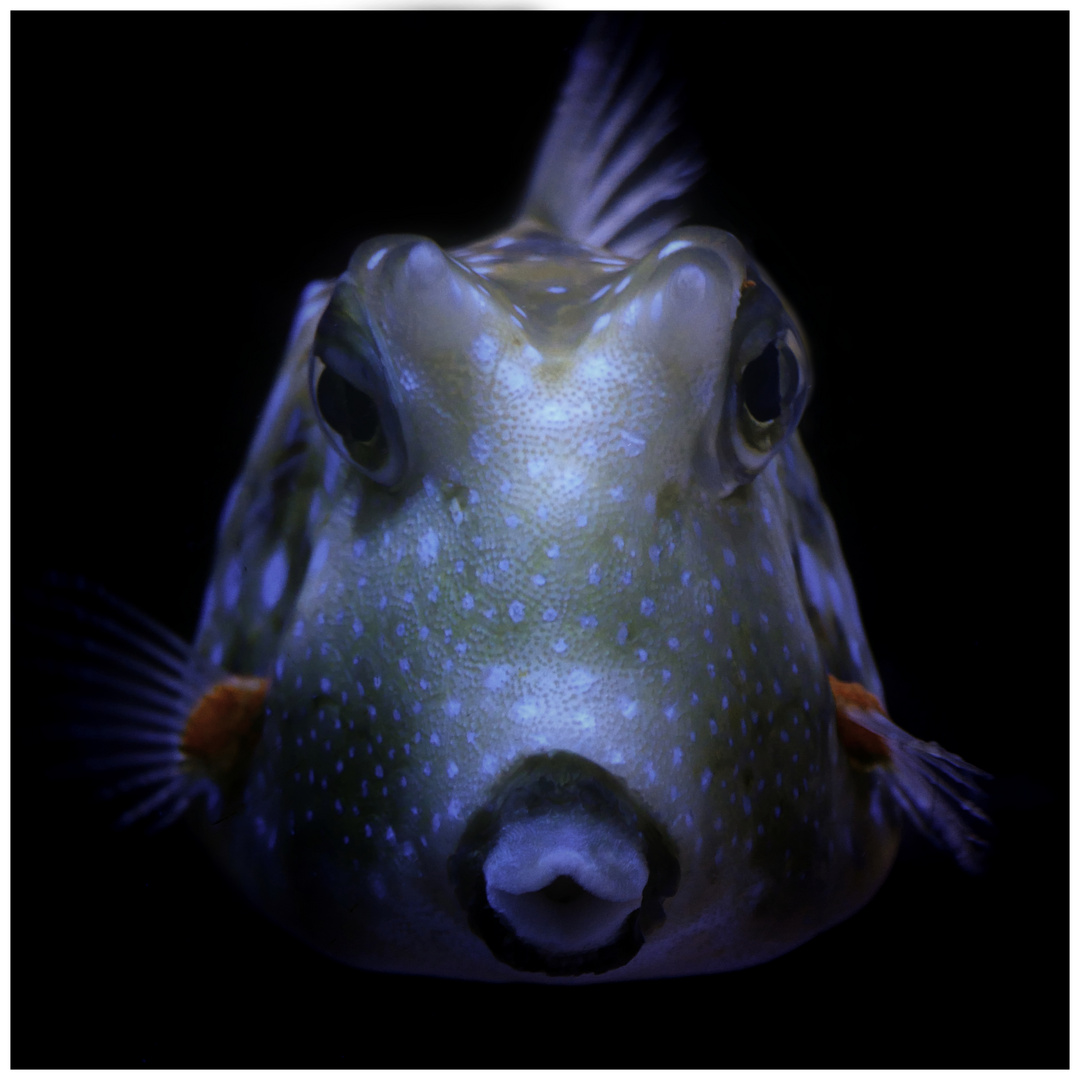 Kofferfisch Foto & Bild | tiere, zoo, wildpark & falknerei, zoo: fische ...