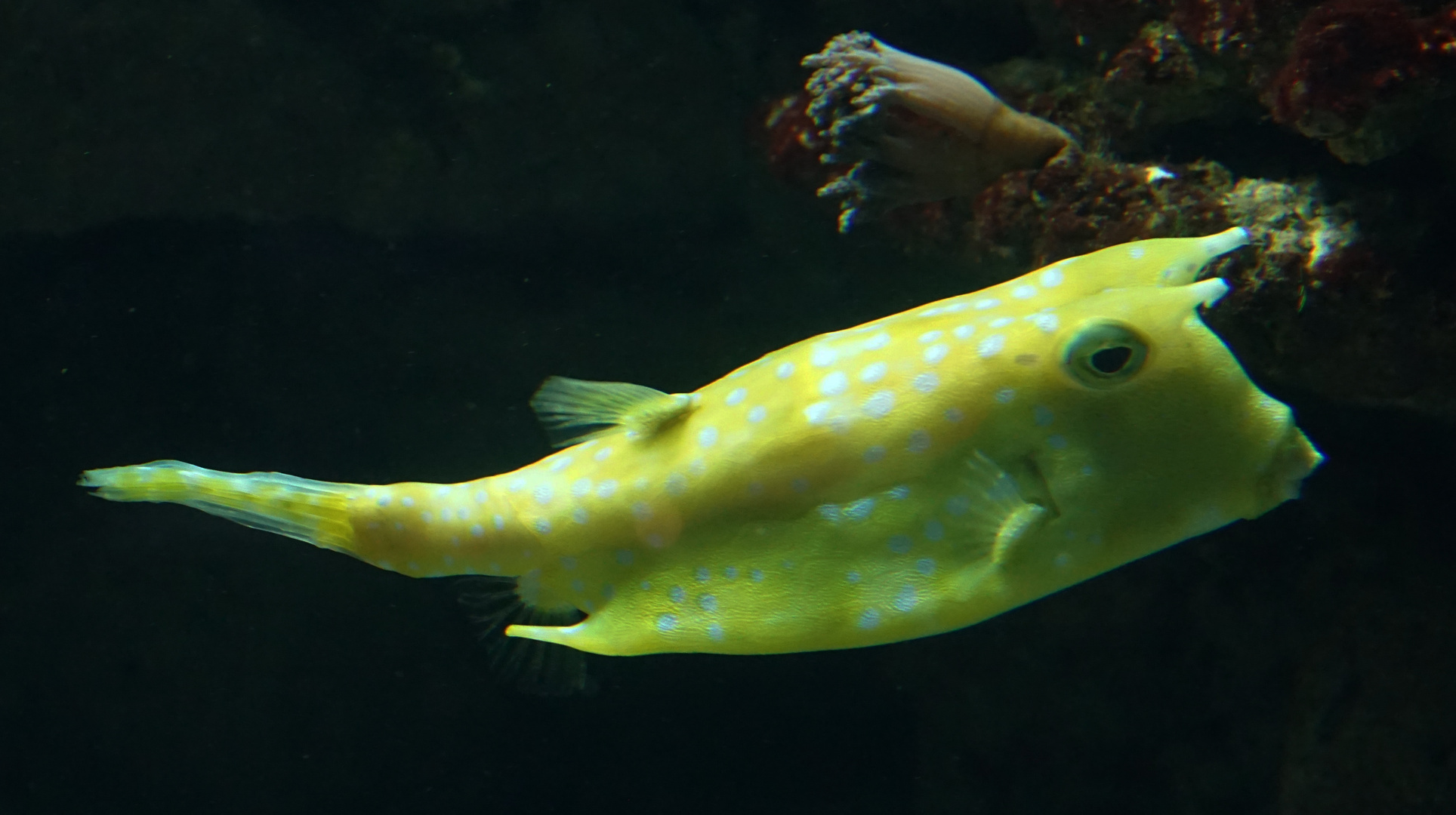 Kofferfisch Foto & Bild | tiere, zoo, wildpark & falknerei, zoo: fische ...