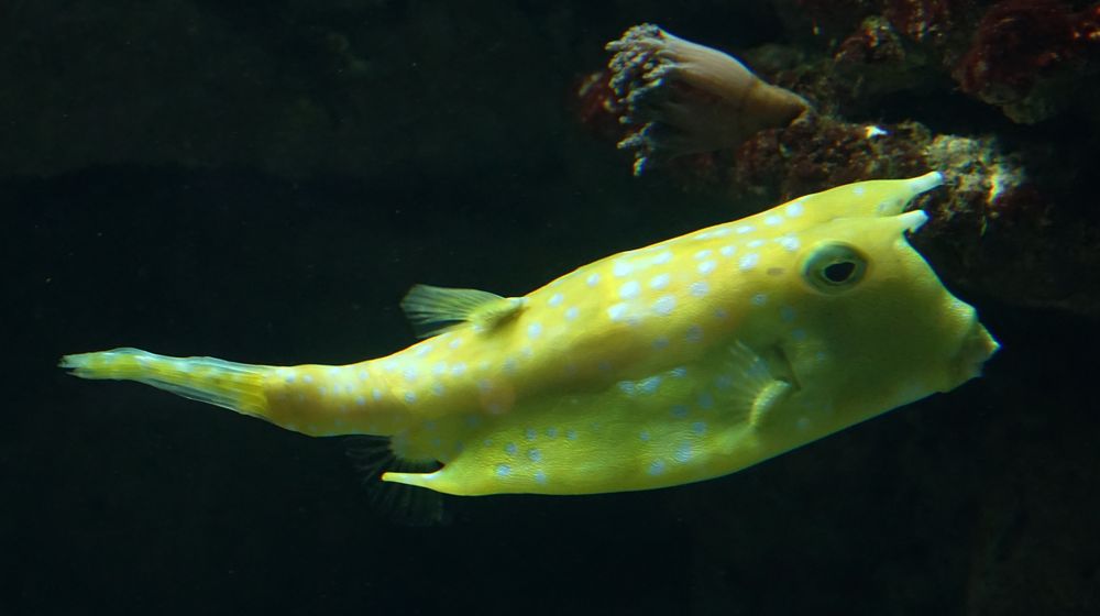 Kofferfisch Foto & Bild | tiere, zoo, wildpark & falknerei, zoo: fische ...